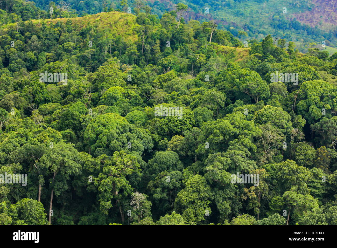aerial view of the forest Stock Photo - Alamy