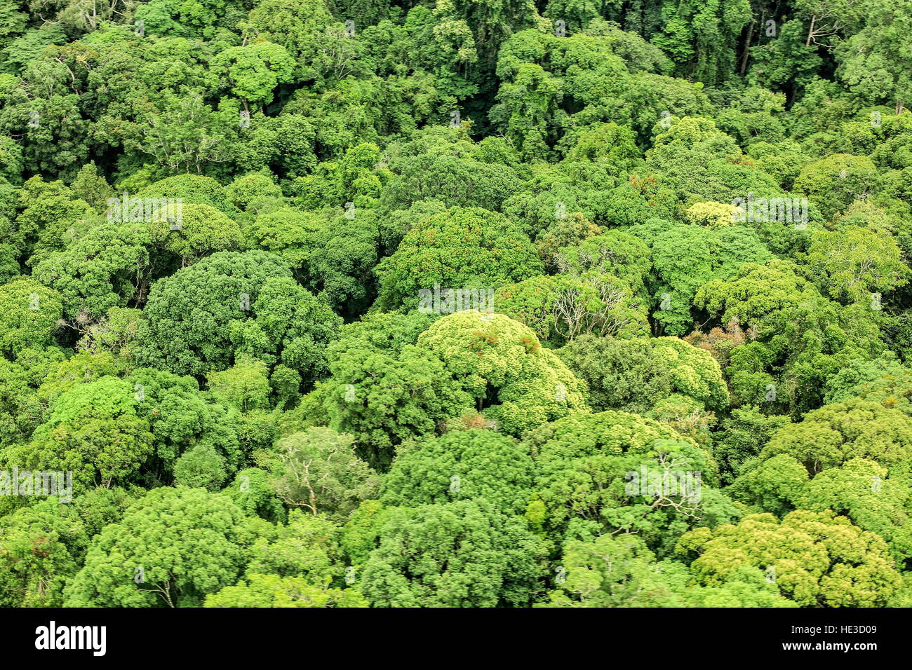 aerial view of the forest Stock Photo - Alamy