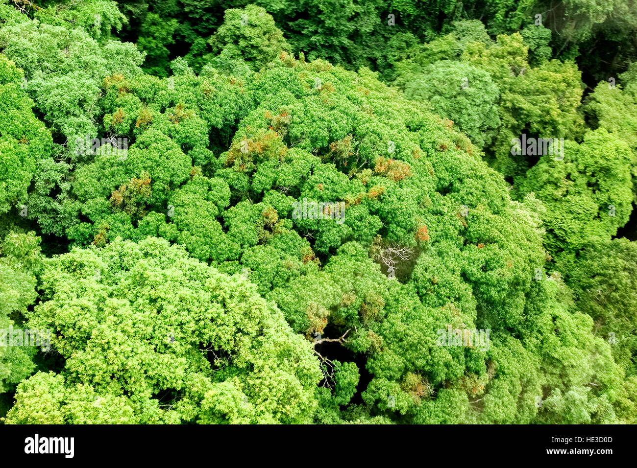 aerial view of the forest Stock Photo - Alamy