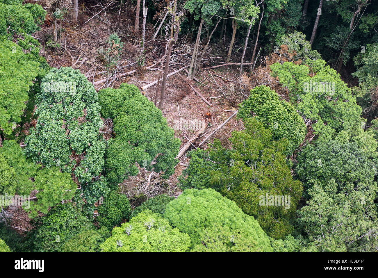 forest destruction in thailand form Aerial view Stock Photo - Alamy