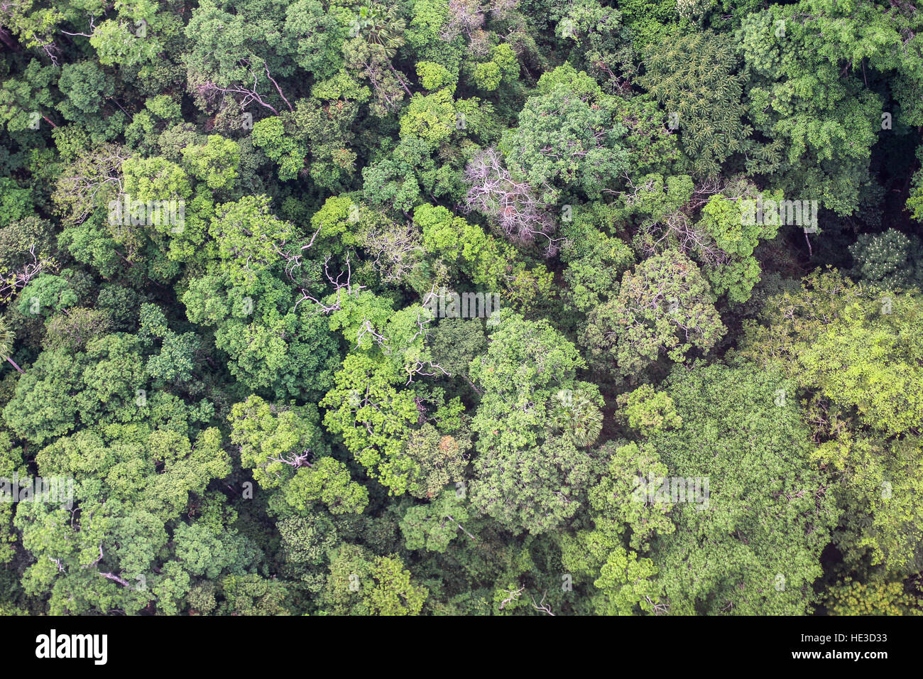 aerial view of the forest Stock Photo - Alamy