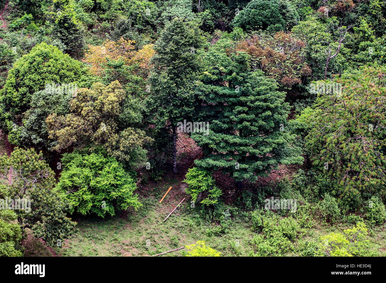 aerial view of the forest Stock Photo - Alamy