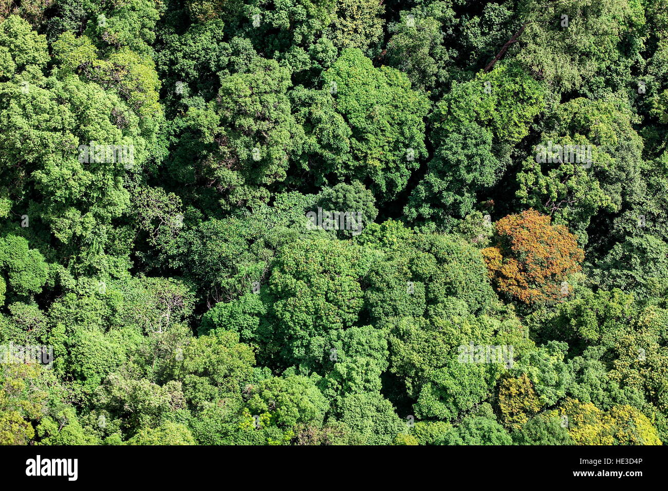 aerial view of the forest Stock Photo - Alamy