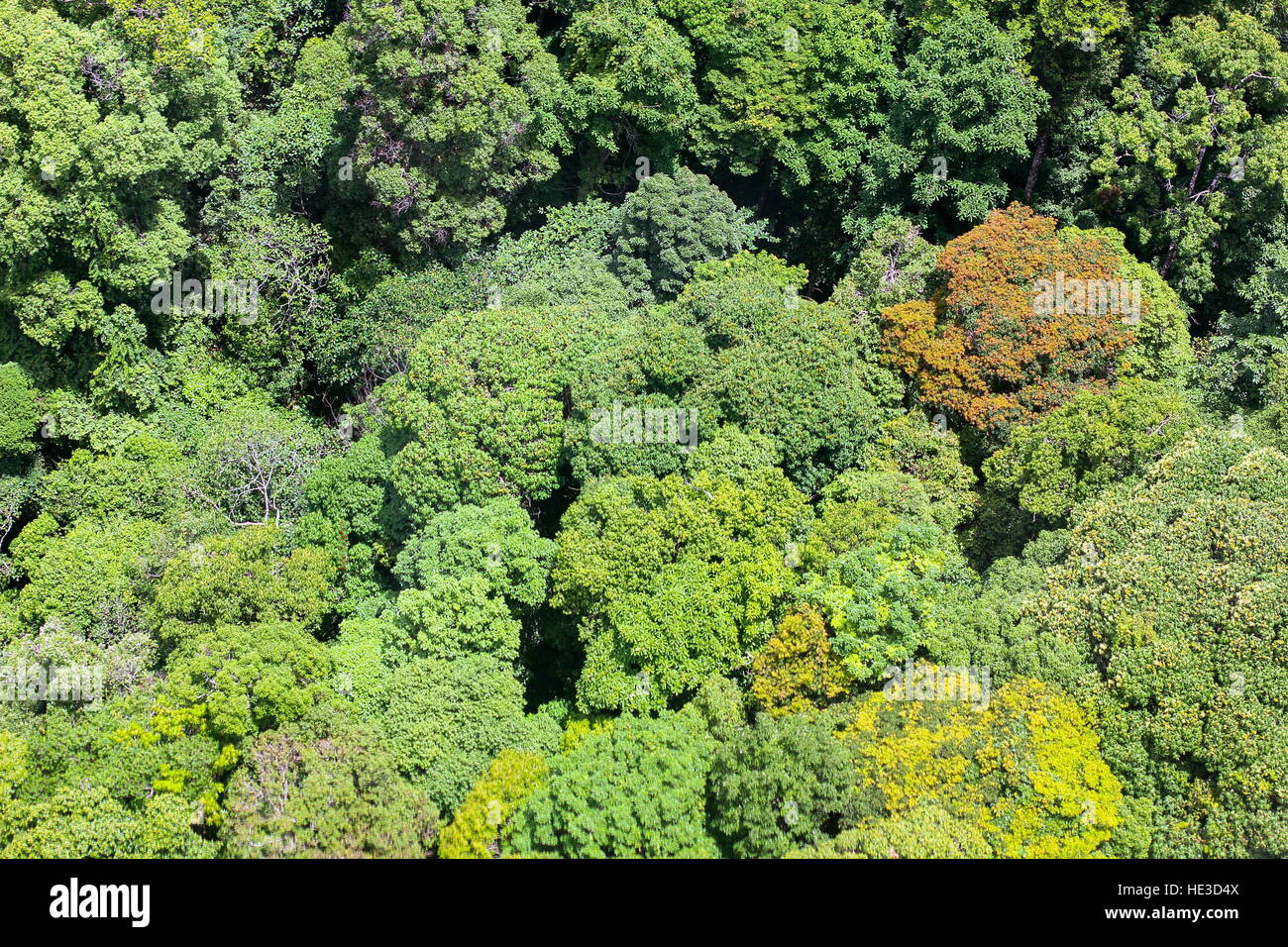 aerial view of the forest Stock Photo - Alamy