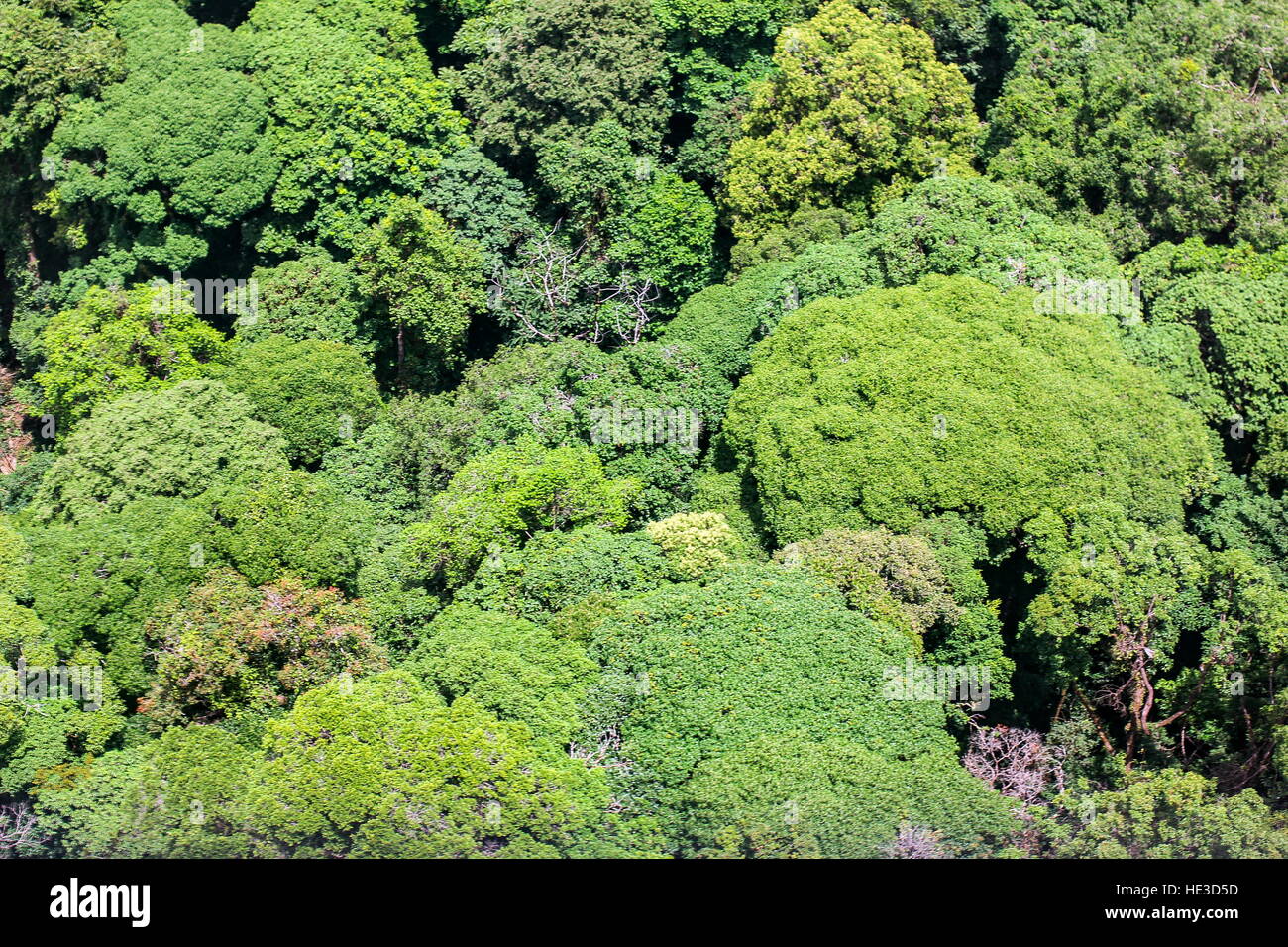 aerial view of the forest Stock Photo - Alamy