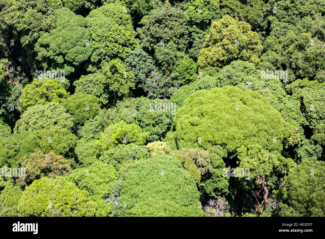 aerial view of the forest Stock Photo - Alamy