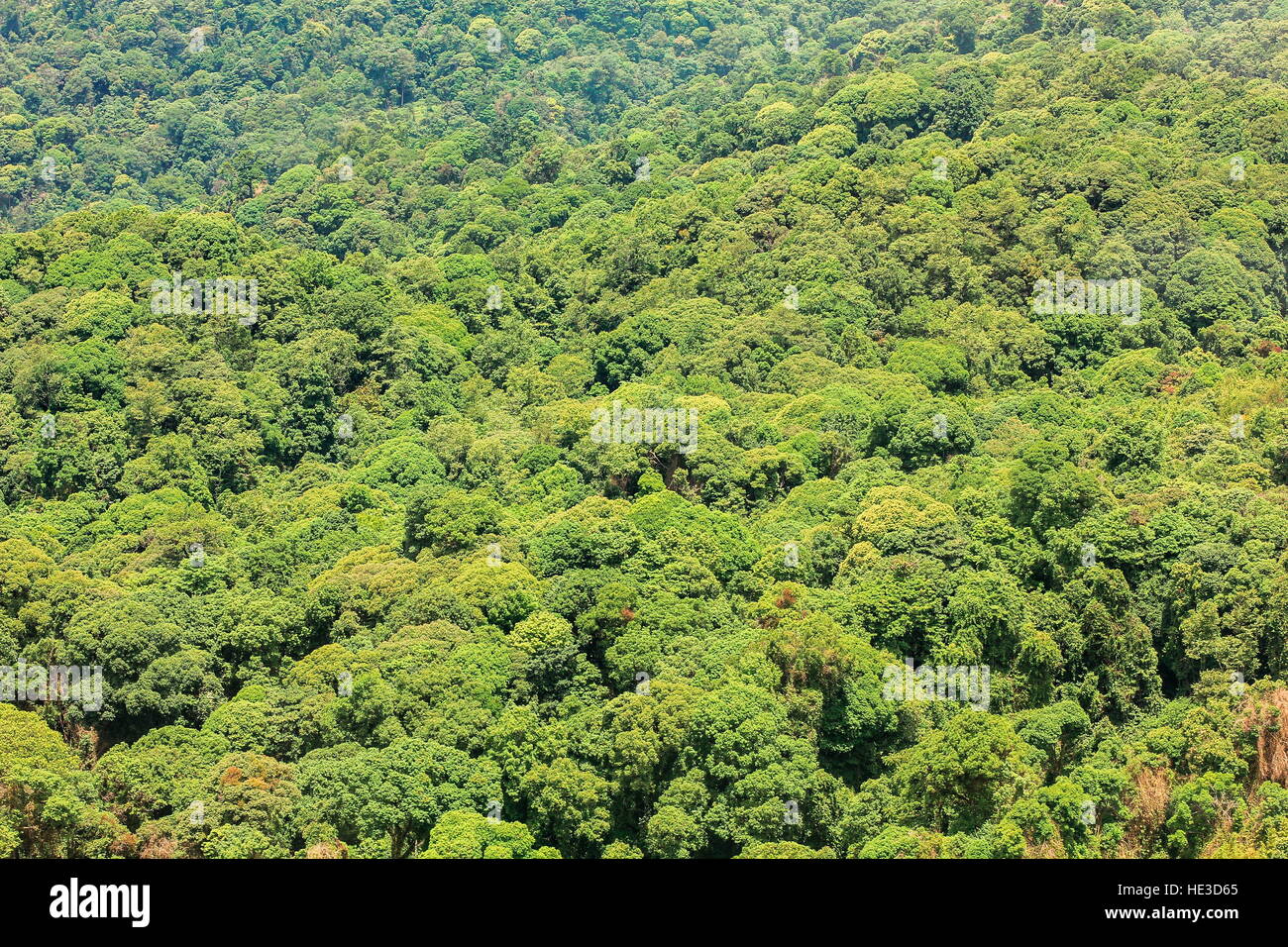 aerial view of the forest Stock Photo - Alamy