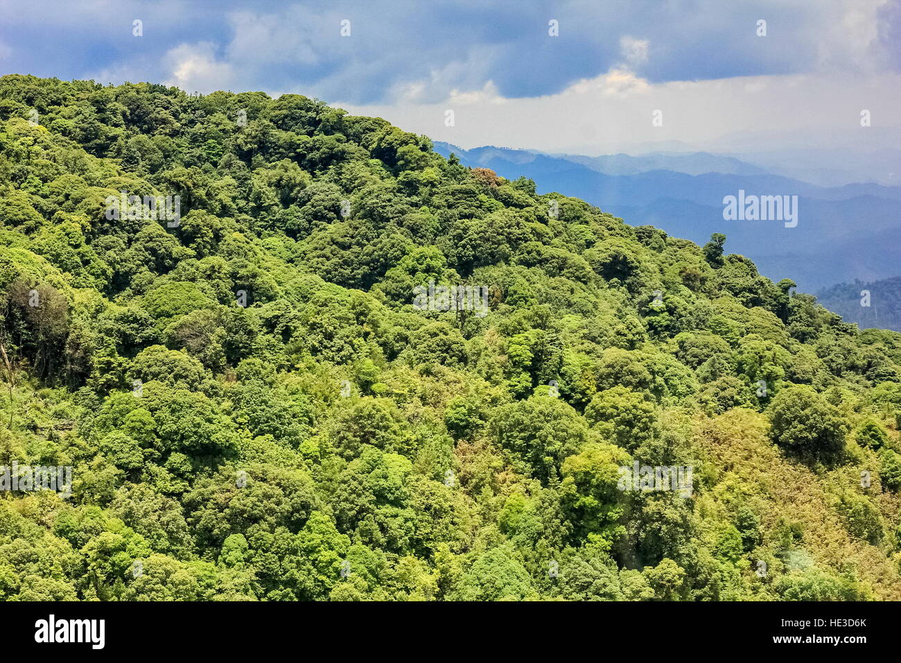 aerial view of the forest Stock Photo - Alamy
