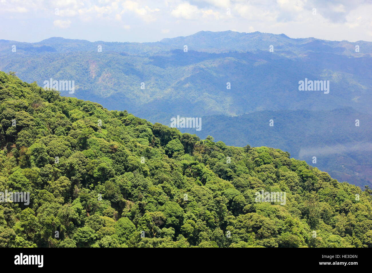 aerial view of the forest Stock Photo - Alamy