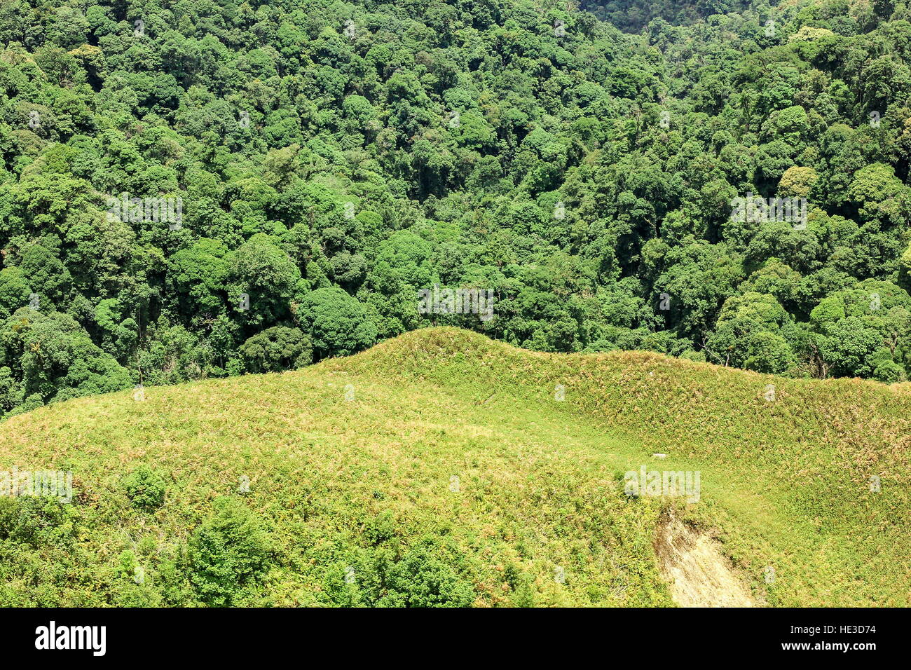 aerial view of the forest Stock Photo - Alamy