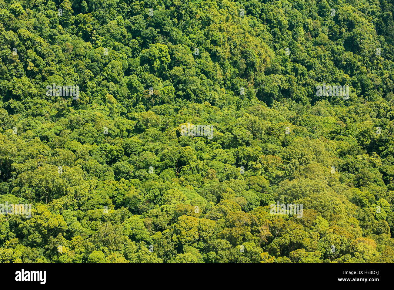 aerial view of the forest Stock Photo - Alamy