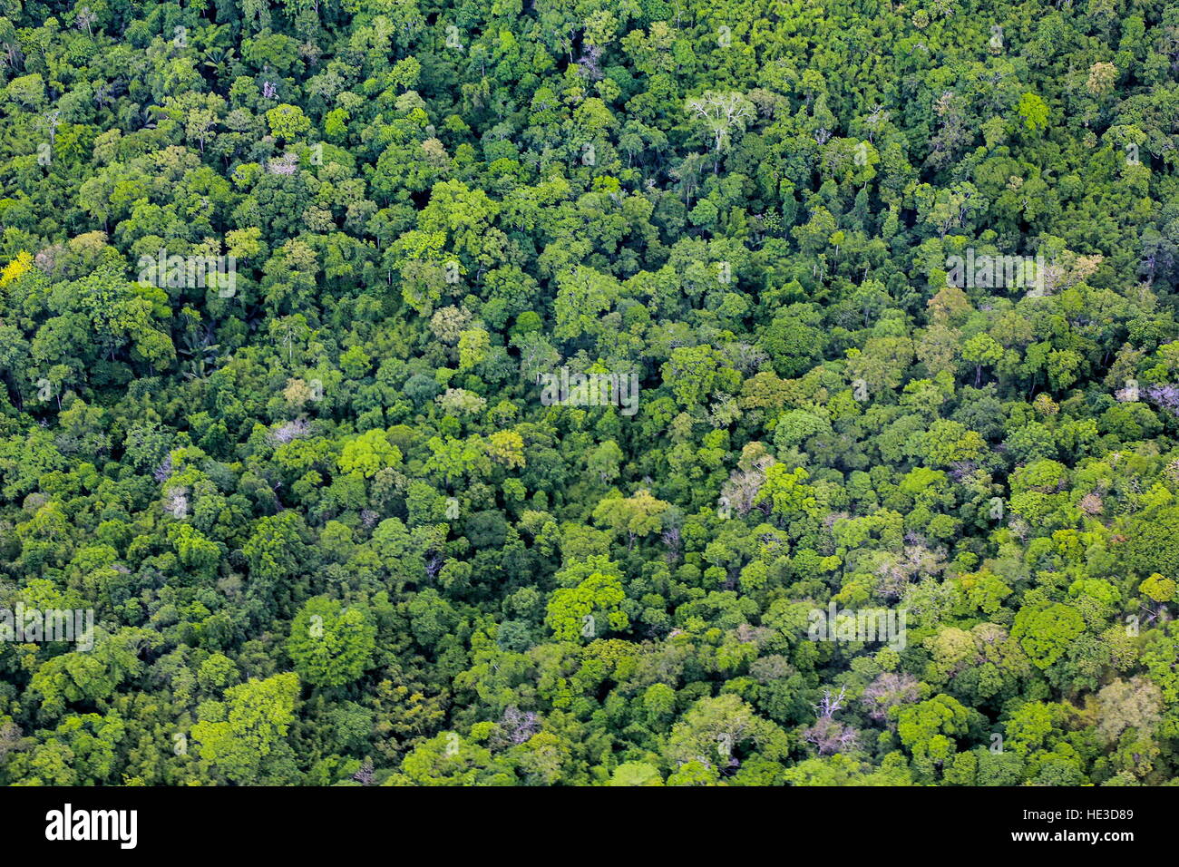 aerial view of the forest Stock Photo - Alamy