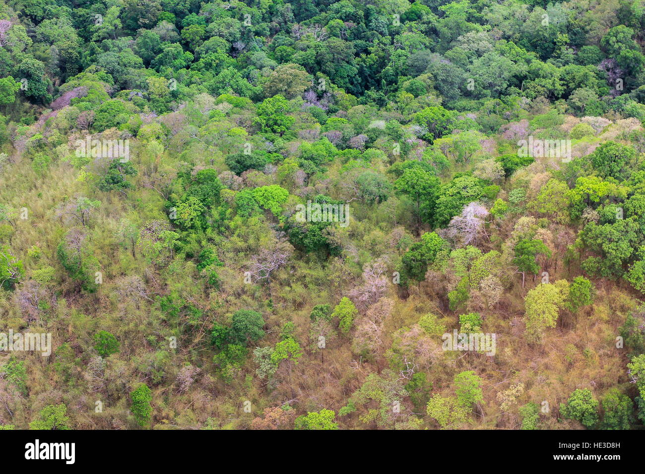 aerial view of the forest Stock Photo - Alamy