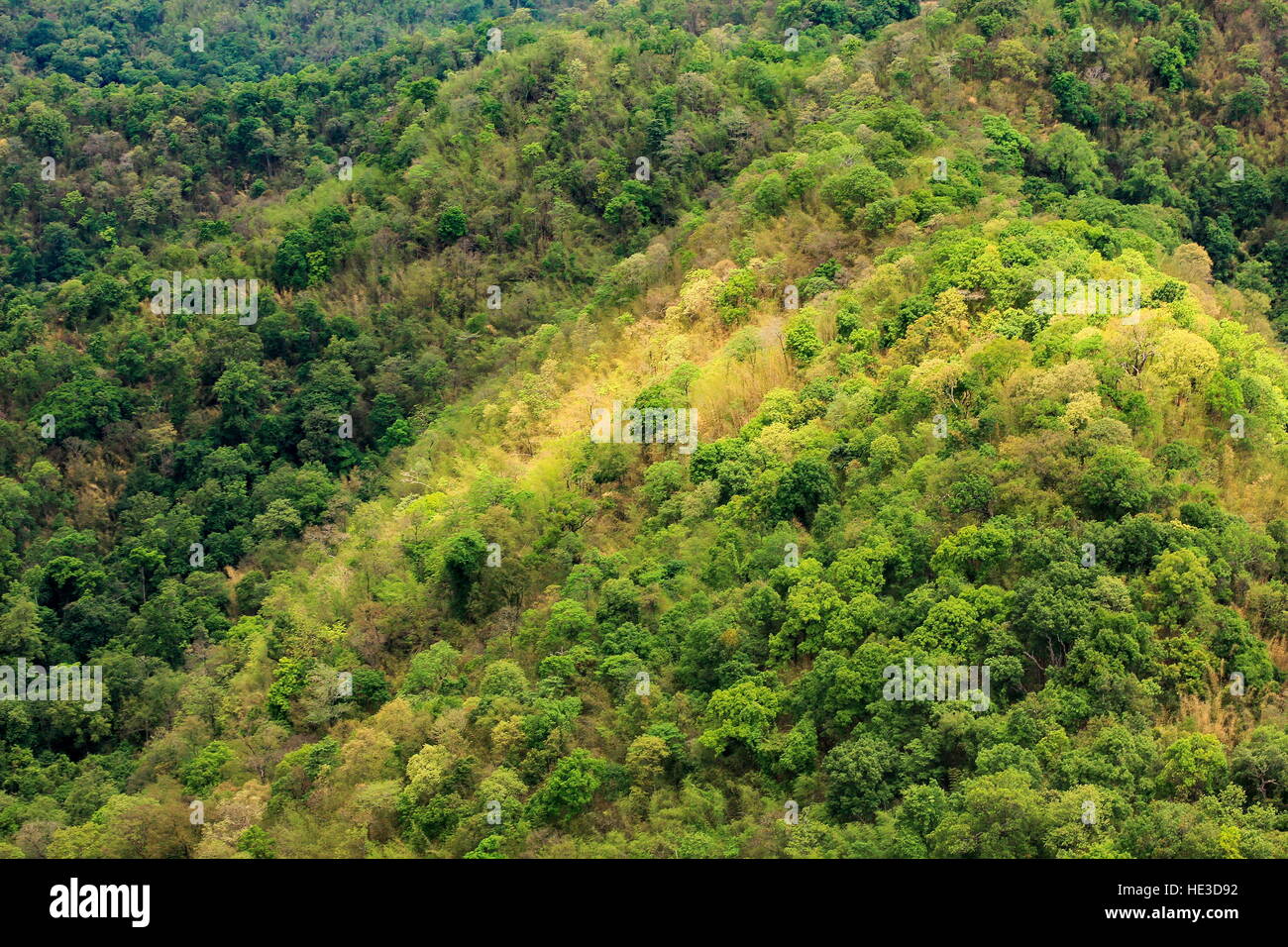 aerial view of the forest Stock Photo - Alamy