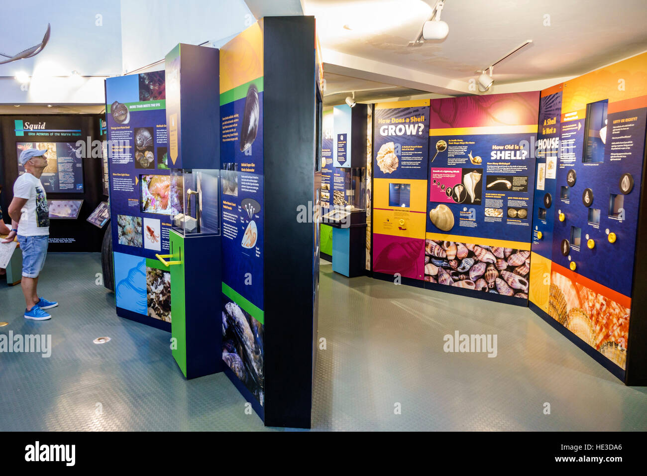 Florida Sanibel Island,Bailey-Matthews National Shell Museum,exhibit ...