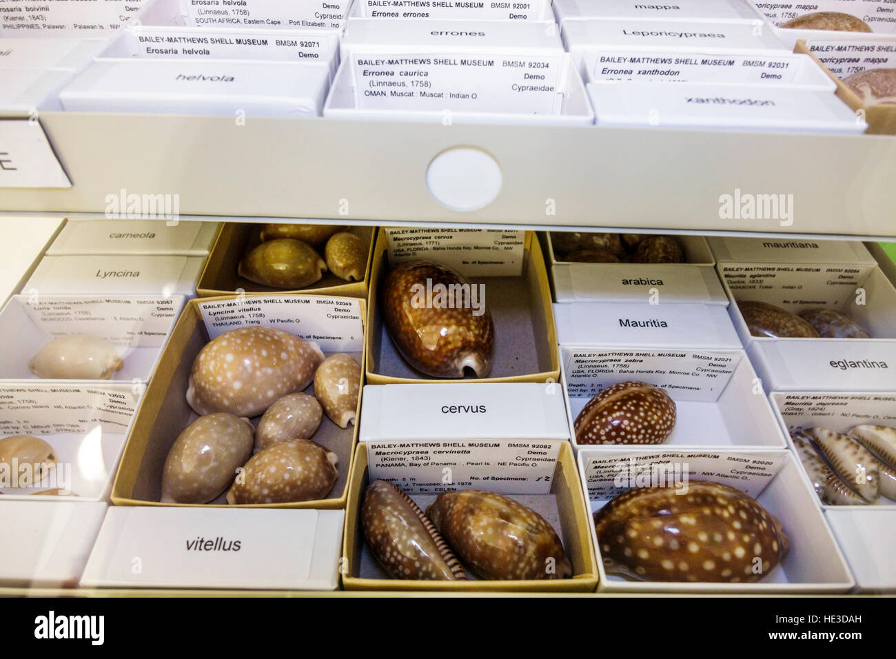 Florida,South,Sanibel Barrier Island,Bailey-Matthews National Shell ...