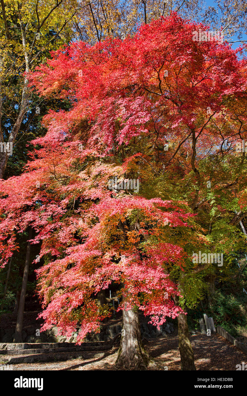 Maple tree in full color, O'hara, Kyoto Prefecture, Japan Stock Photo ...