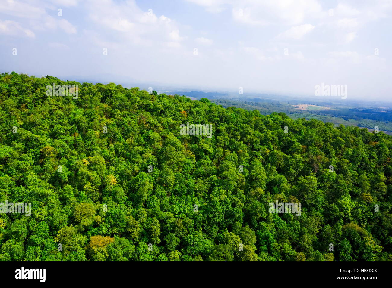 Aerial view of forest Stock Photo - Alamy