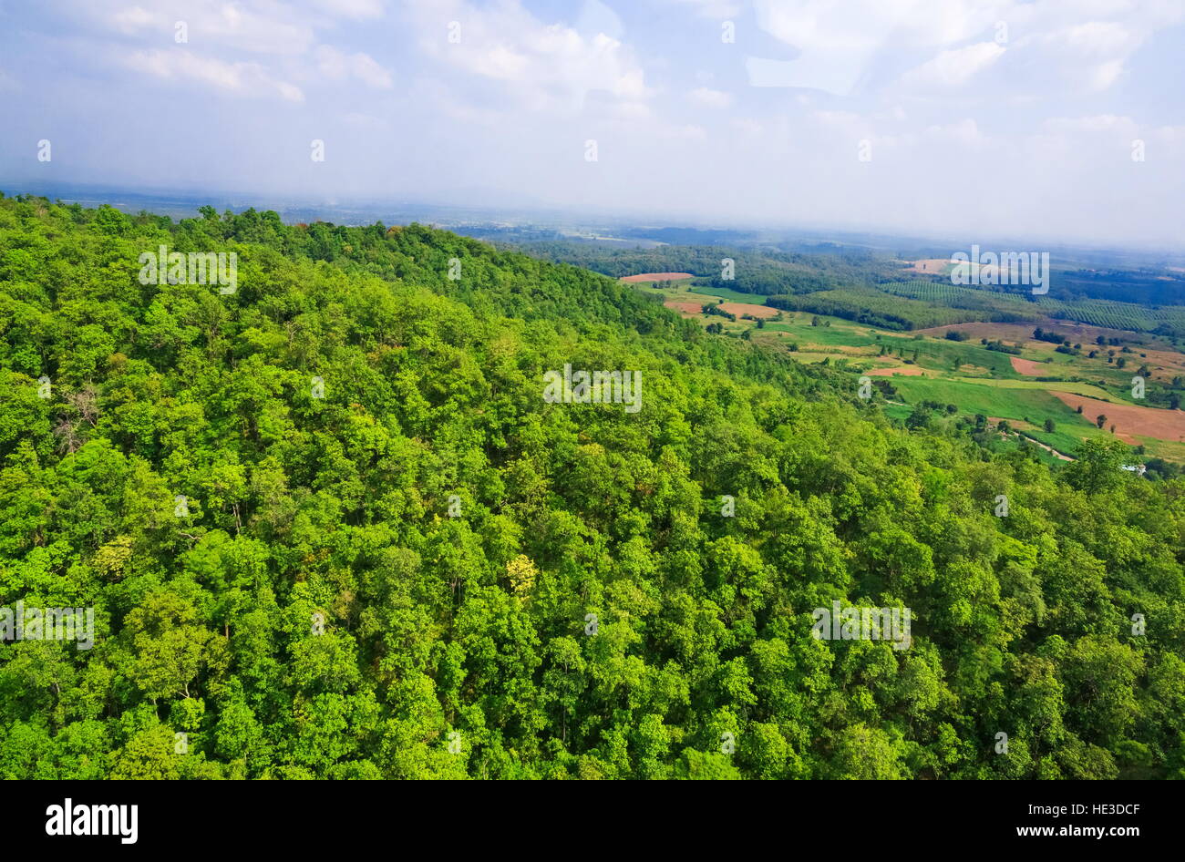 Aerial view of forest Stock Photo - Alamy