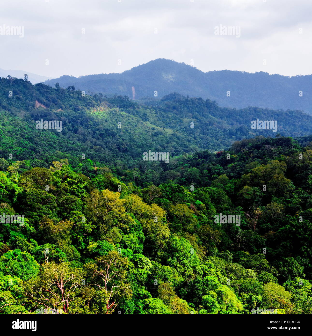 Aerial view of forest Stock Photo - Alamy