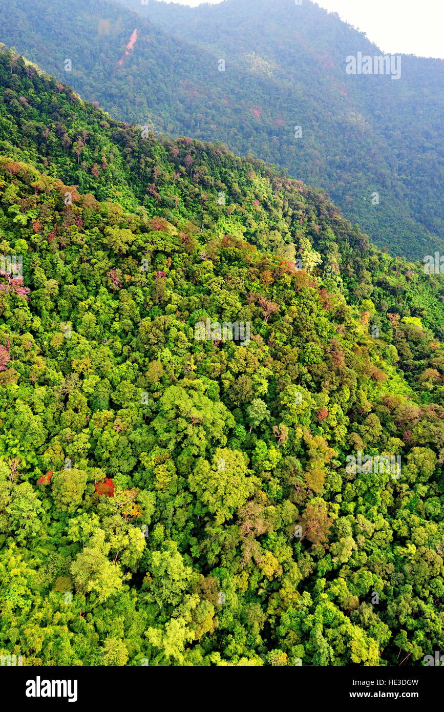 Aerial view of forest Stock Photo - Alamy