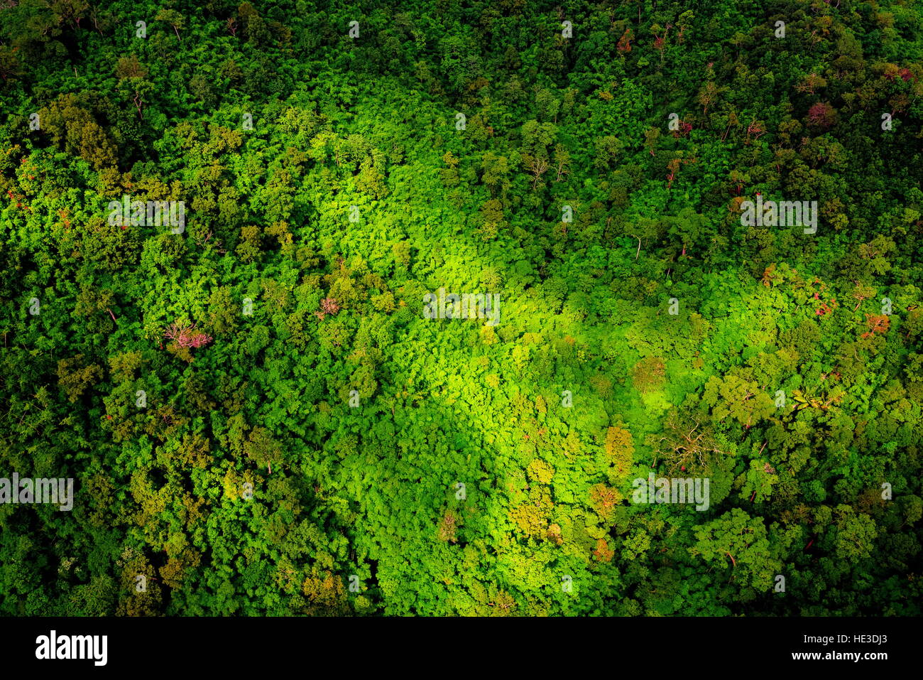Aerial view of forest Stock Photo - Alamy