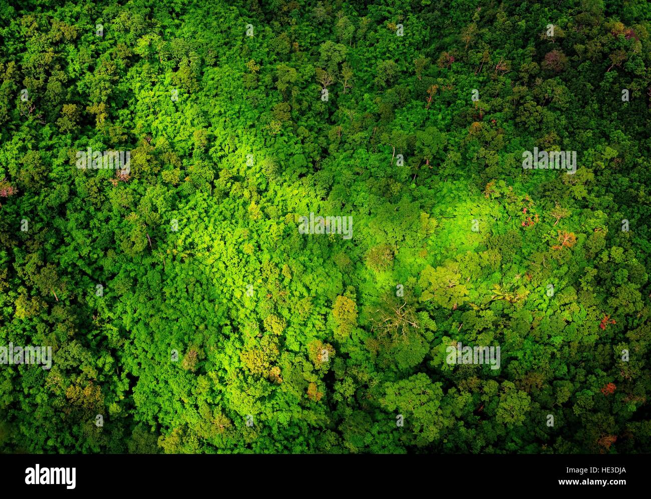 Aerial view of forest Stock Photo - Alamy