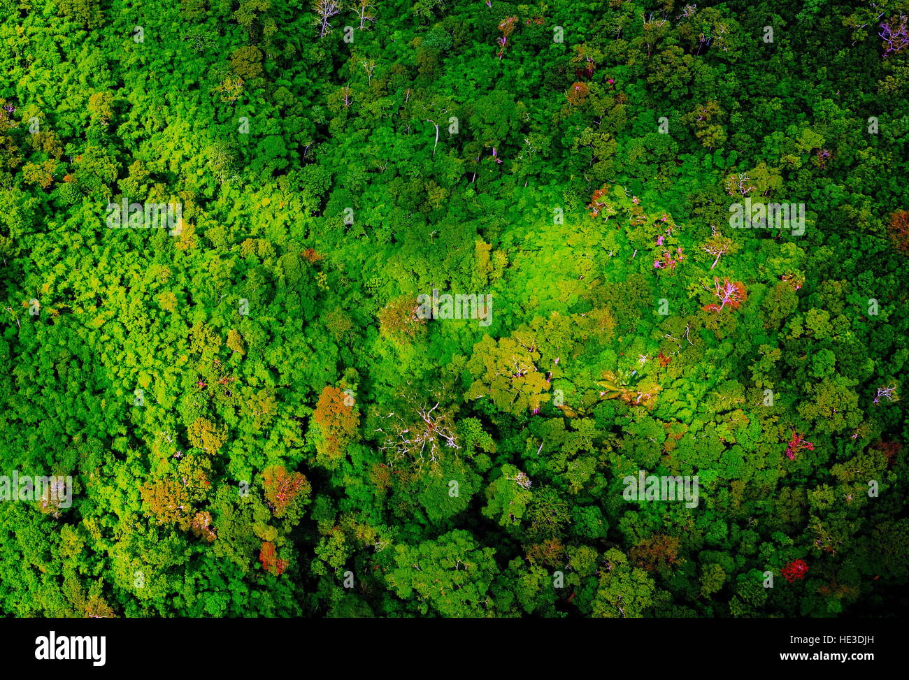 Aerial view of forest Stock Photo - Alamy