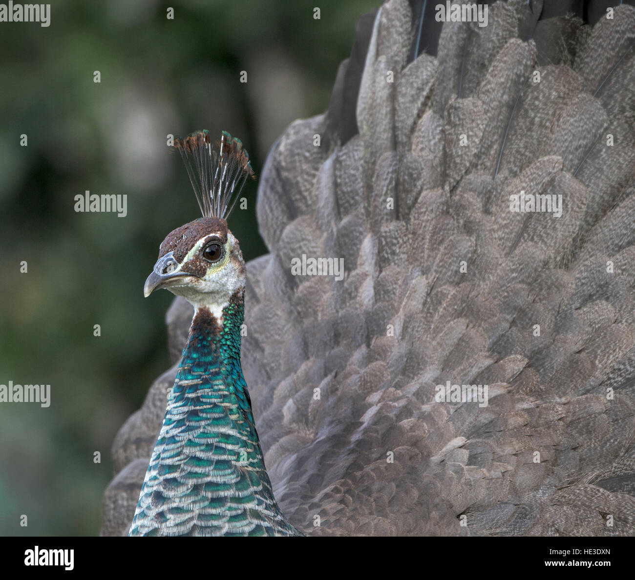 Female peahen hi-res stock photography and images - Alamy