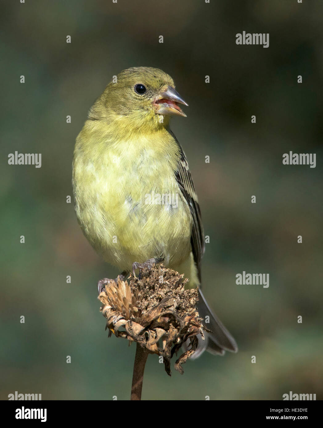 Female goldfinch hi-res stock photography and images - Alamy