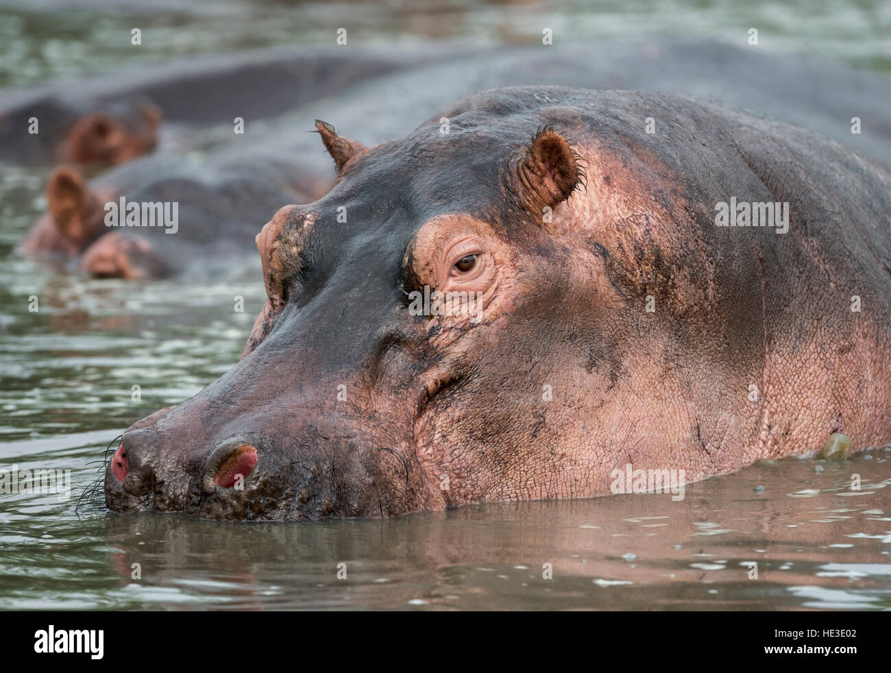 Hippopotamus in water hi-res stock photography and images - Alamy