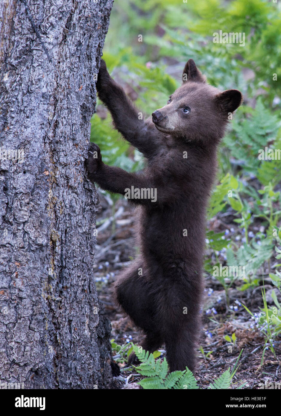 Black bear cub climbing tree hi-res stock photography and images - Alamy