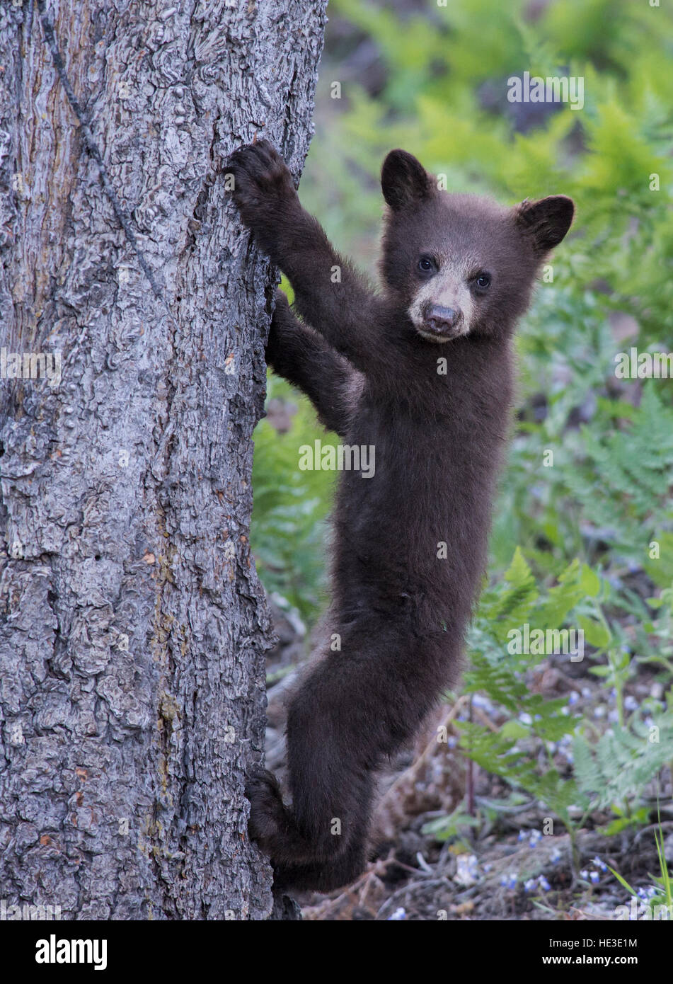 American Black Bear (Ursus americanus) Cub climbing a tree Stock Photo ...