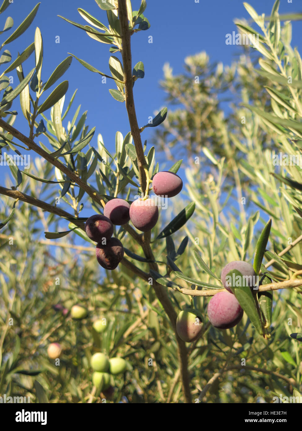 Black blue Olives left behind after first harvest for food. The rest ...