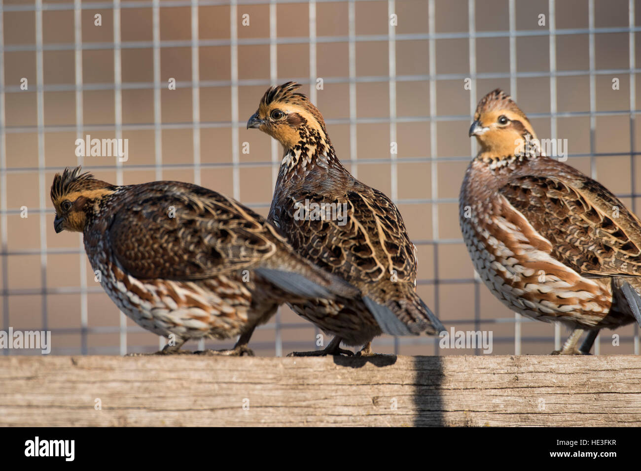 Female Bobwhite Quail Stock Photo - Alamy