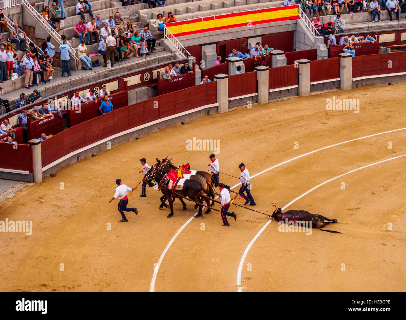Spain, Madrid, Bullfighting Novillada Picada on the Bullring Plaza de ...