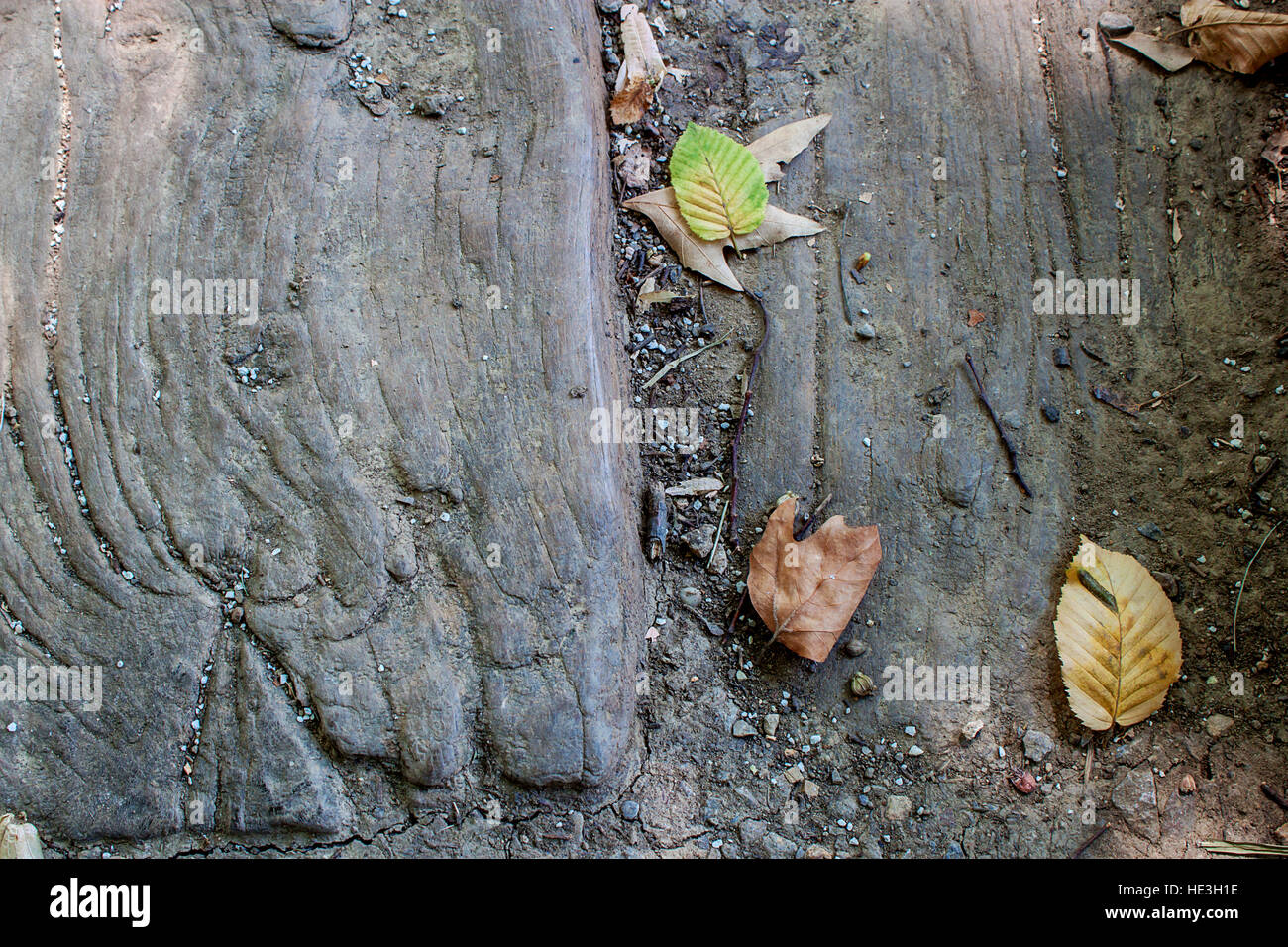 fallen leaves on old vintage wooden texture background Stock Photo - Alamy