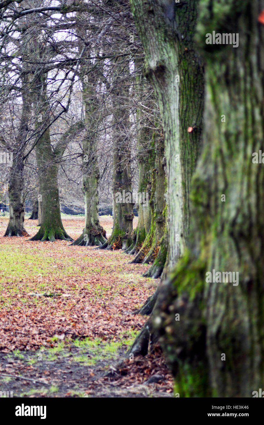 CARDIFF, UK. December 9 2016. A row of trees in Bute Park, with the ...