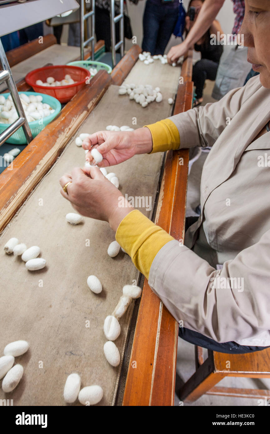 Female factory workers sorting silkworm caterpillar cocoons at the SIlk ...
