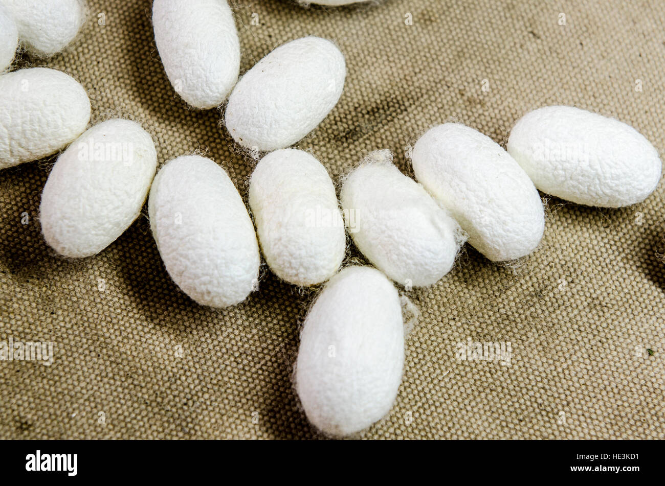 Sorting silkworm caterpillar cocoons at the SIlk Spinning Mill Suzhou ...