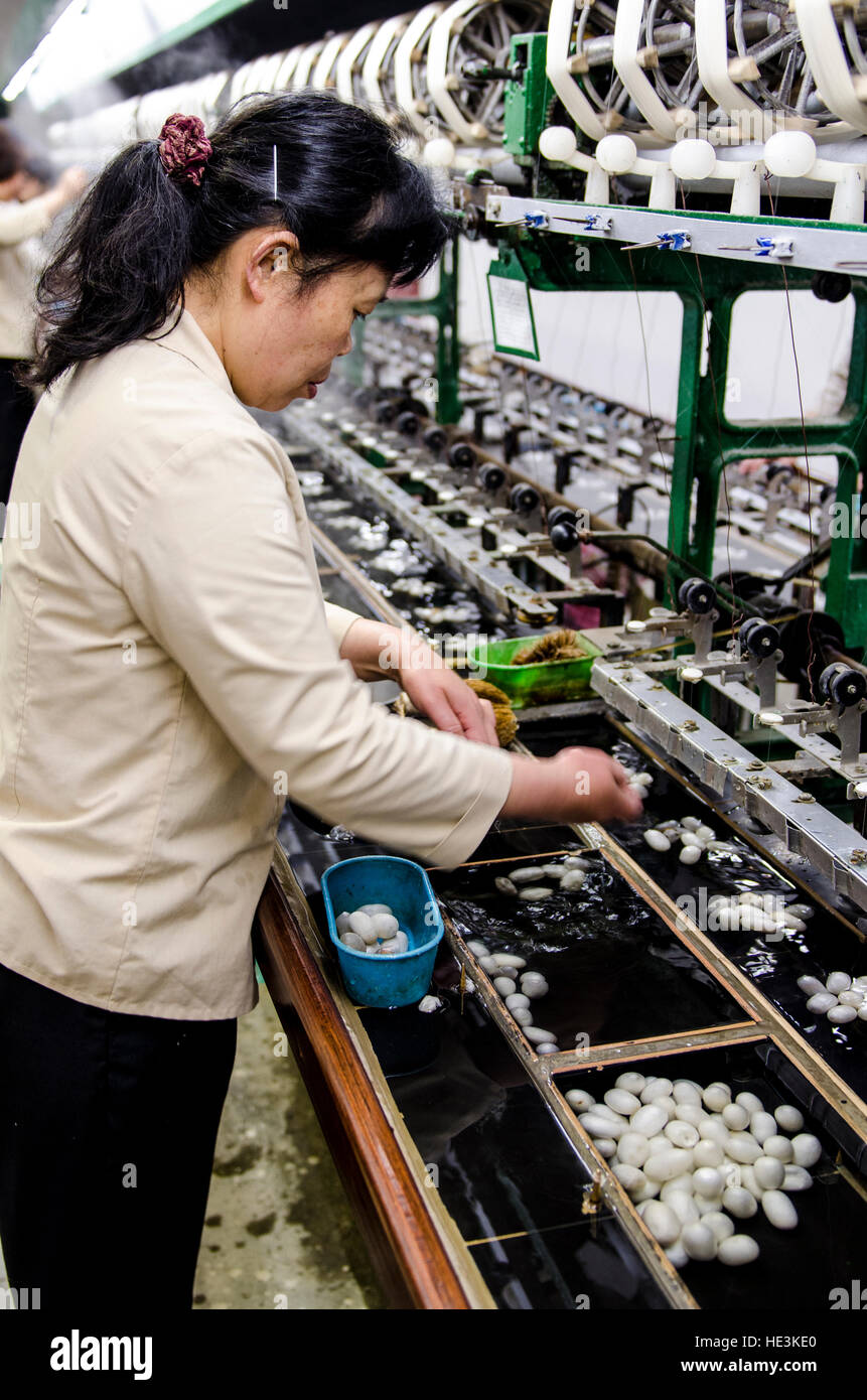 Female factory workers sorting silkworm caterpillar cocoons at the SIlk Spinning Mill Suzhou ...