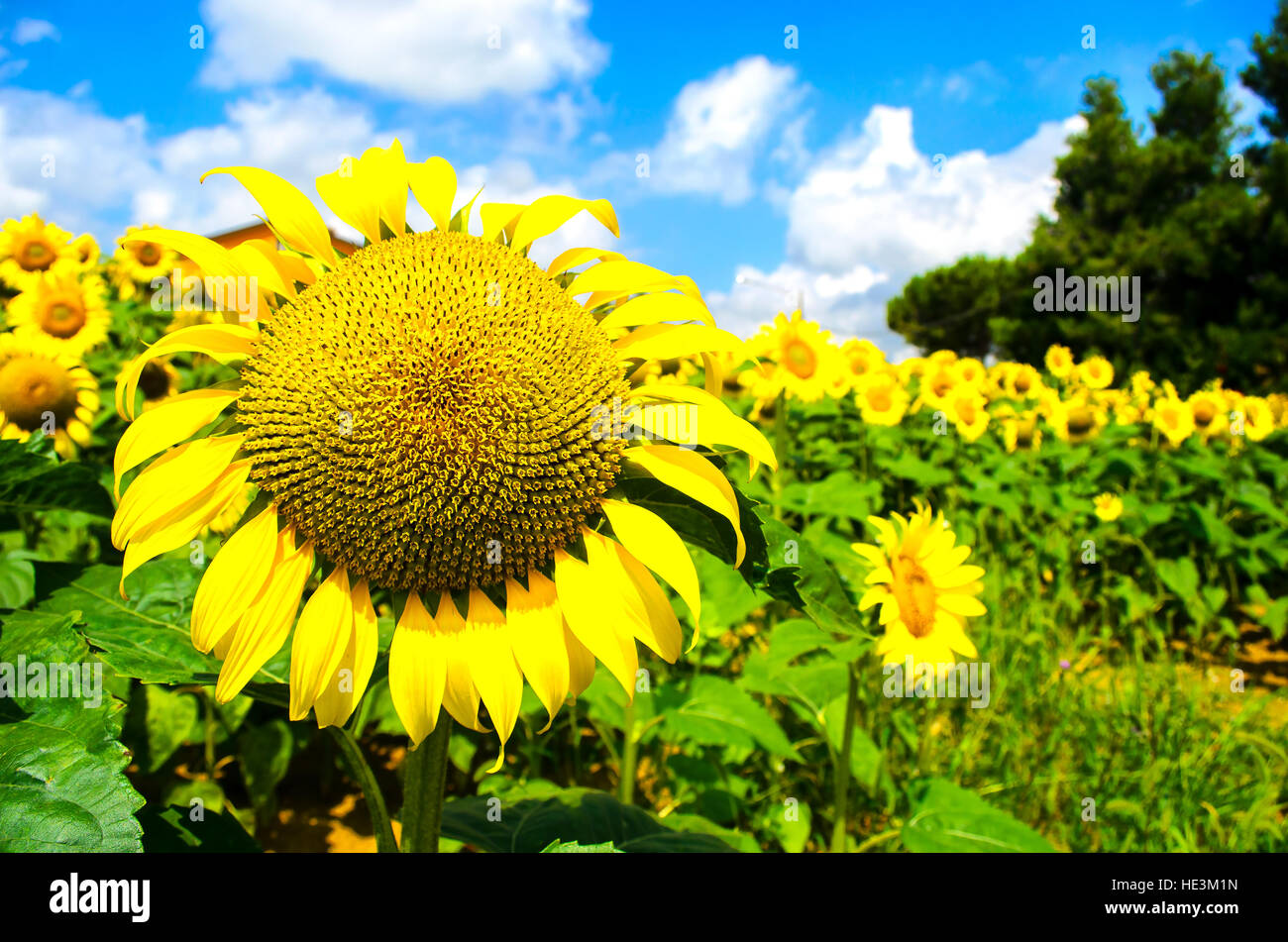 sunflower flowered big colorful closeup background Stock Photo - Alamy