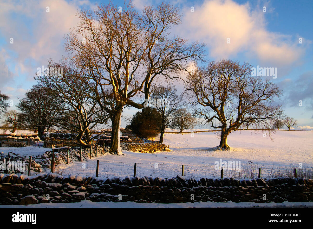 Trees in Winter Stock Photo - Alamy