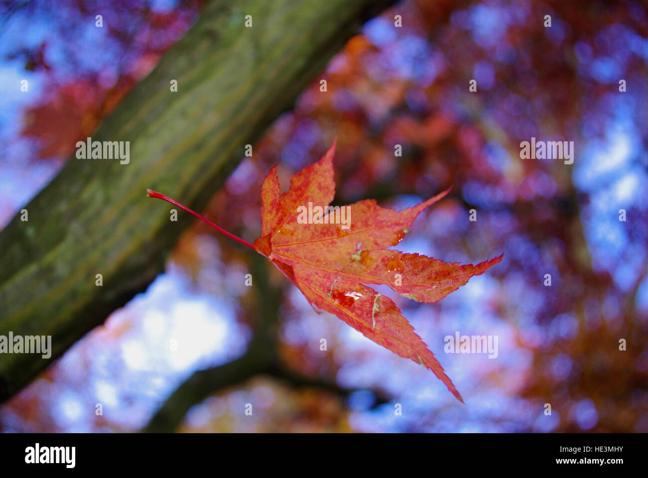 Autumn Leaf falling from tree Stock Photo - Alamy