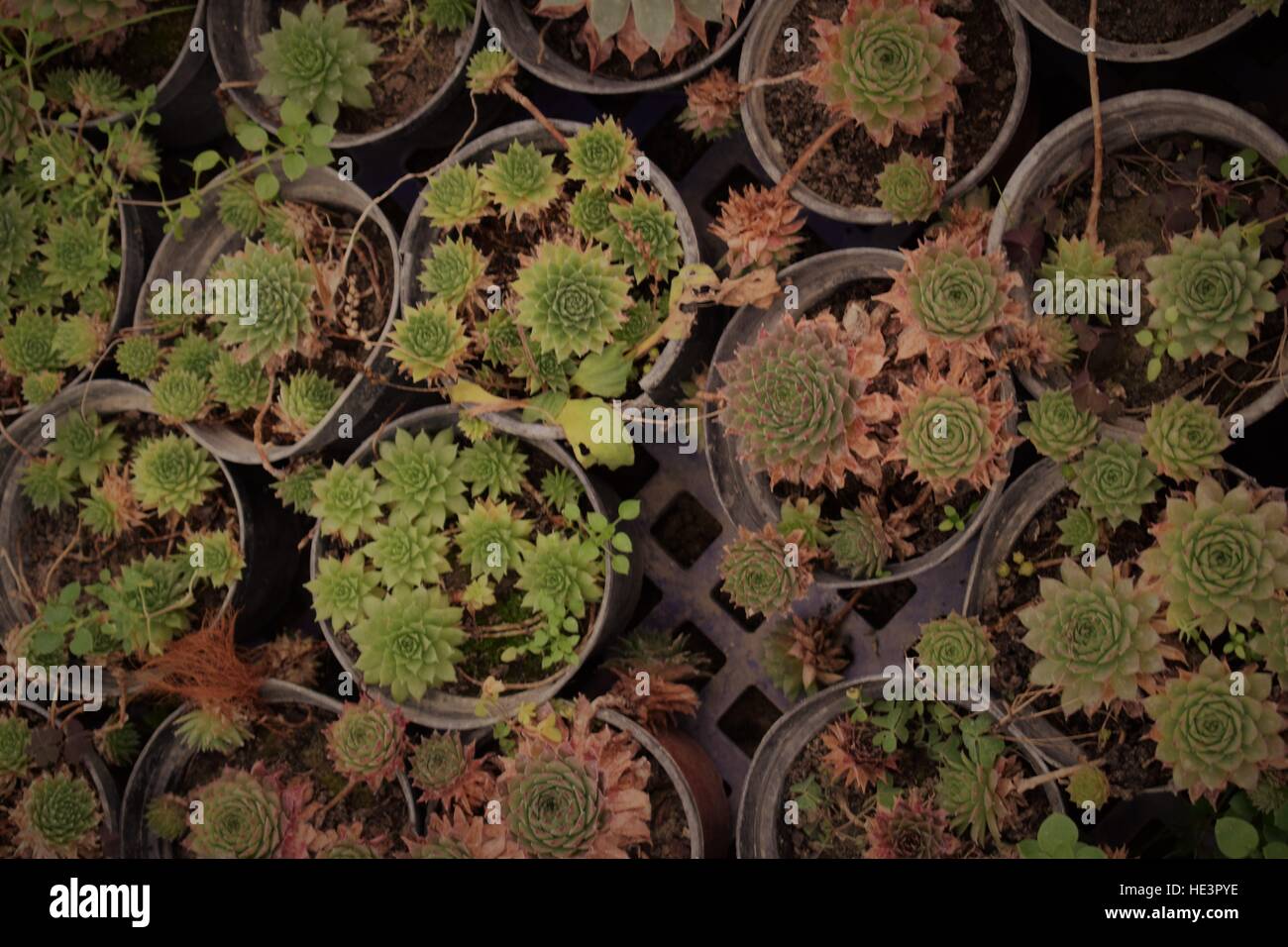 Houseleek plants in a pots (sempervivumm tectorum Stock Photo - Alamy
