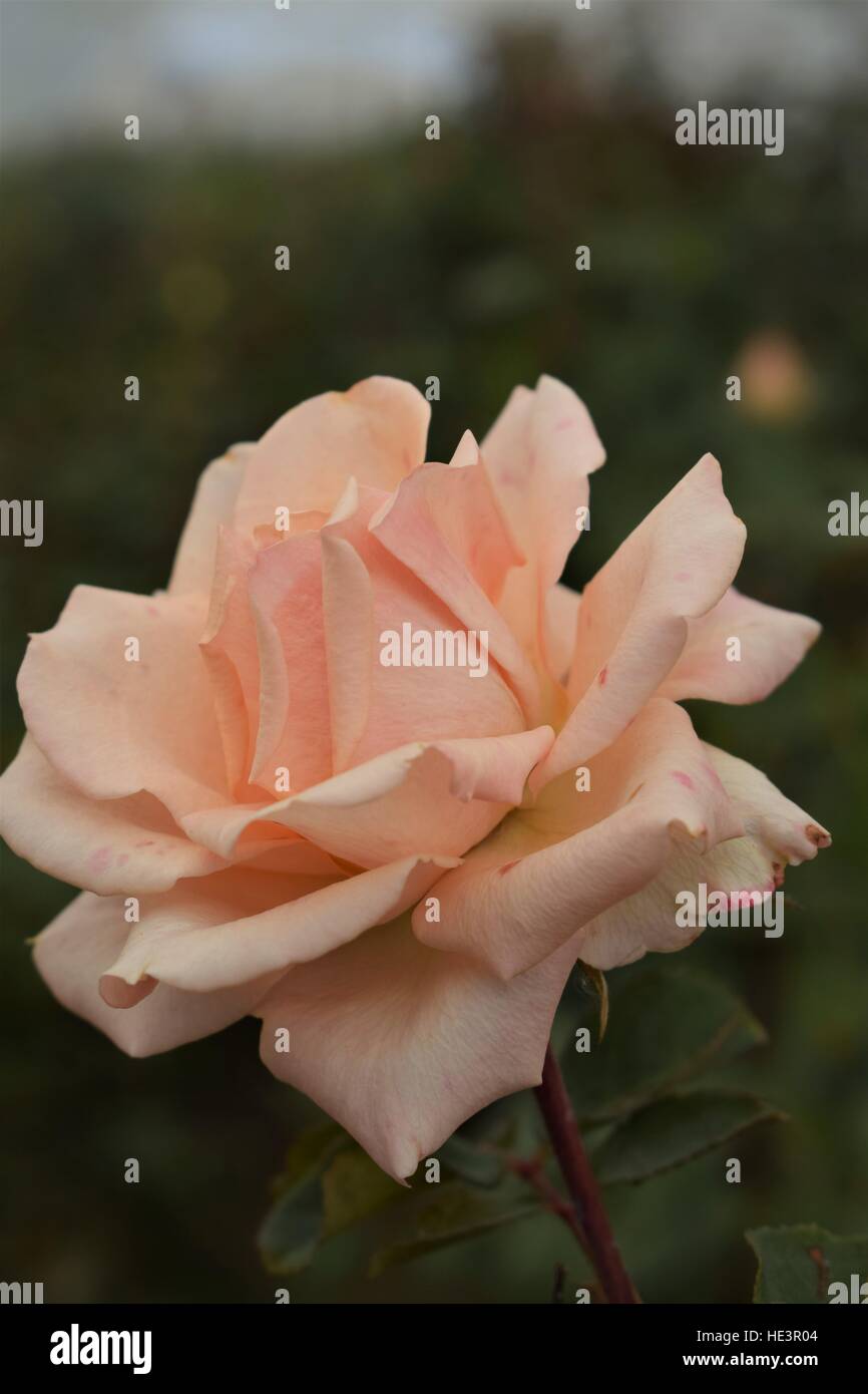 Beautiful rose, close up Stock Photo - Alamy