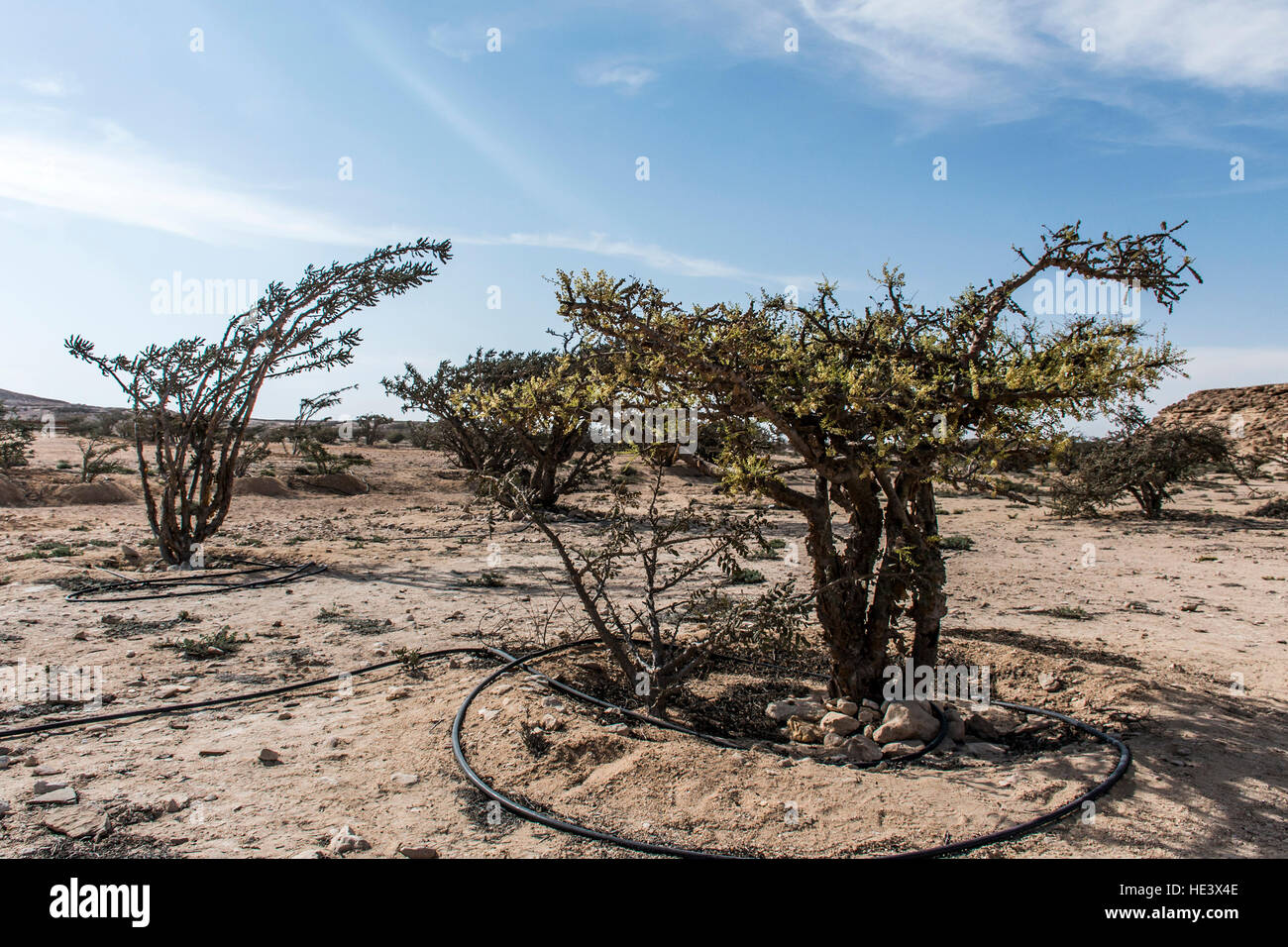 Frankincense tree hi-res stock photography and images - Alamy