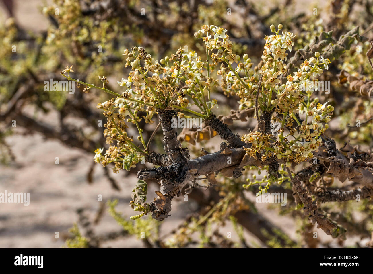 Frankincense tree plants plantage agriculture growing in a desert near ...