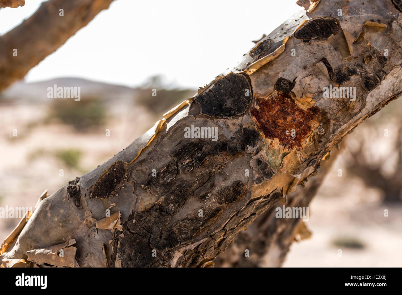 Frankincense tree plants plantage agriculture growing in a desert near ...