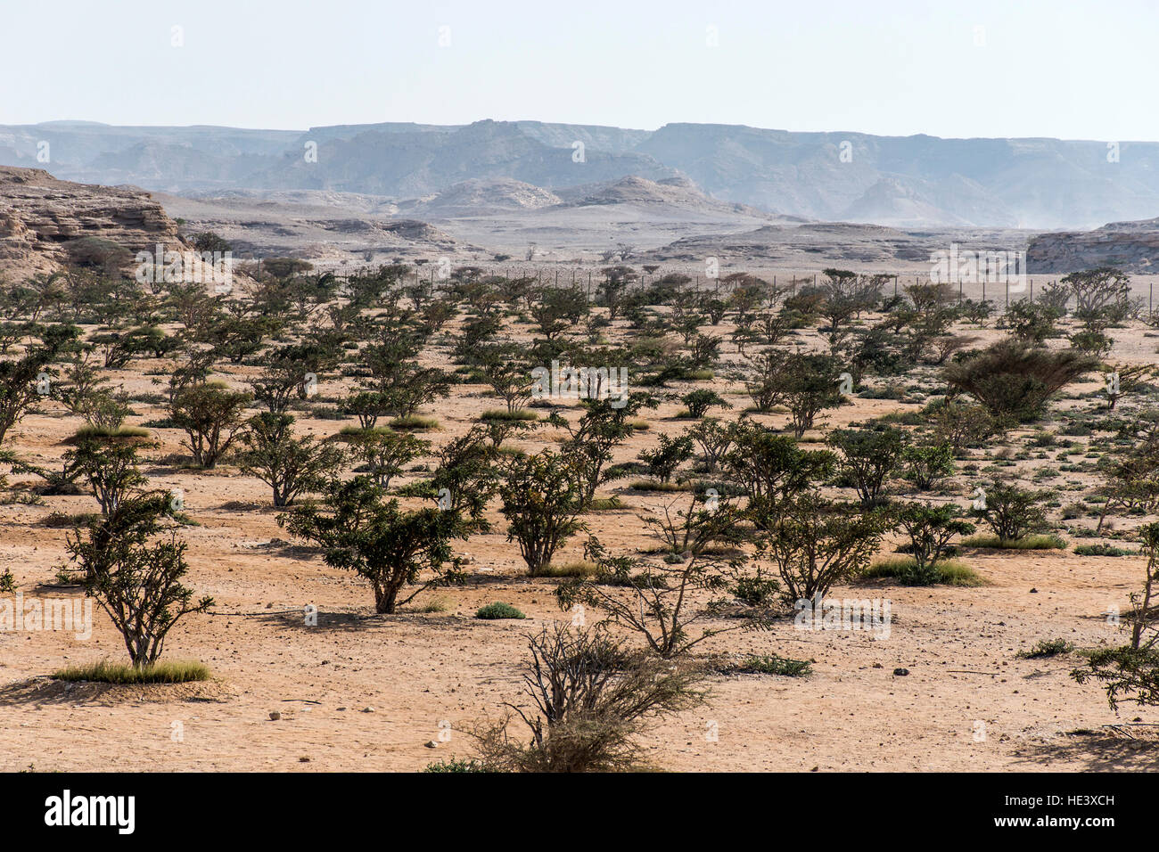 Frankincense tree plants plantage agriculture growing in a desert near ...